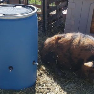 Pig Water System | Angry Acres Ranch | October 2025